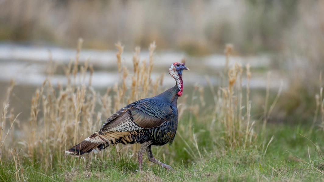 5 US states with thriving wild turkey populations
