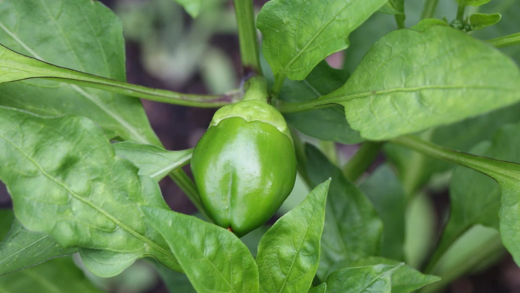 Bell pepper secrets for flavor and health