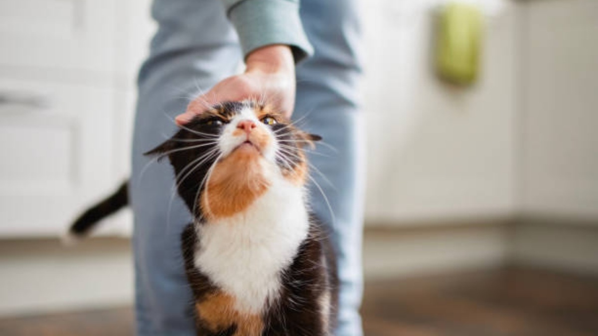 What your cat is trying to tell you when it follows you everywhere