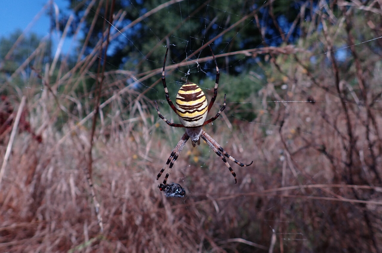 Wasp spider reveals rapid genetic adaptation during decades-long march ...