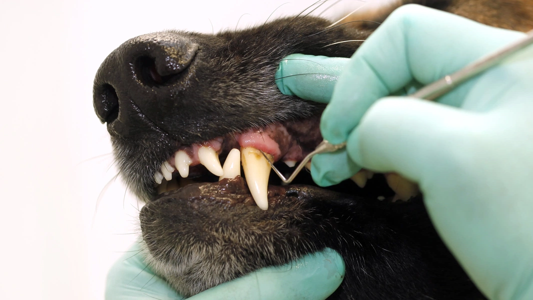 Vets warn poor dental care can shorten dogs’ lives