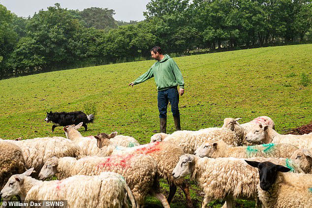Farmer receives complaint from RSPCA after his sheepdog was reported to ...