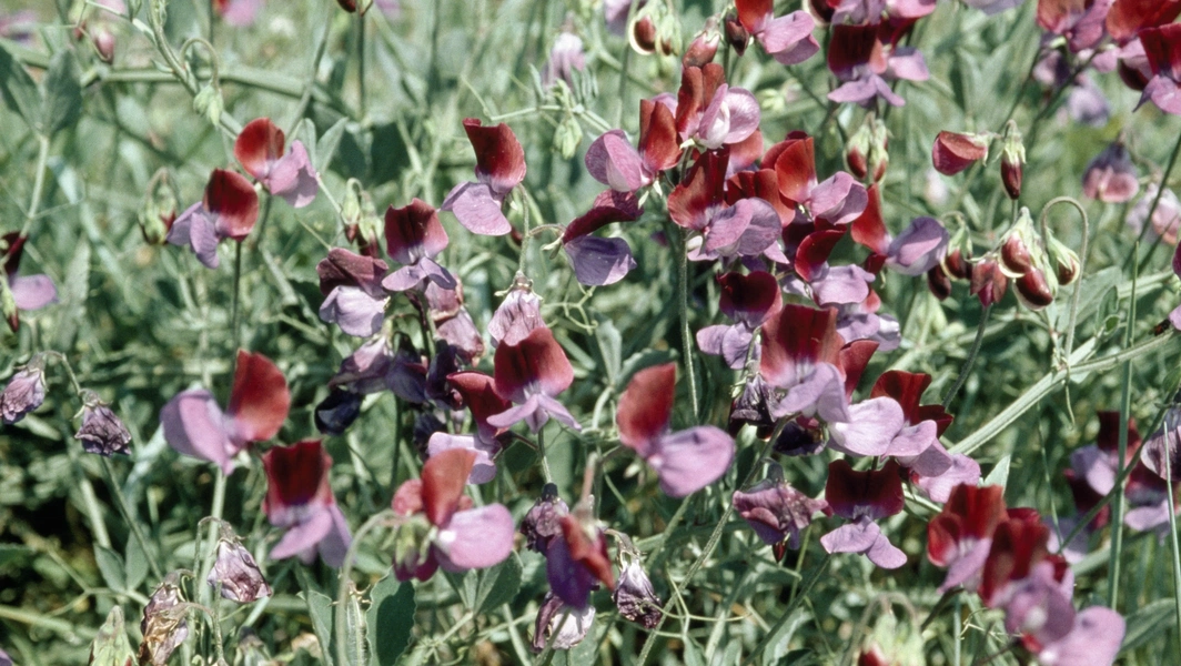 9 fragrant climbing plants for colorful gardens