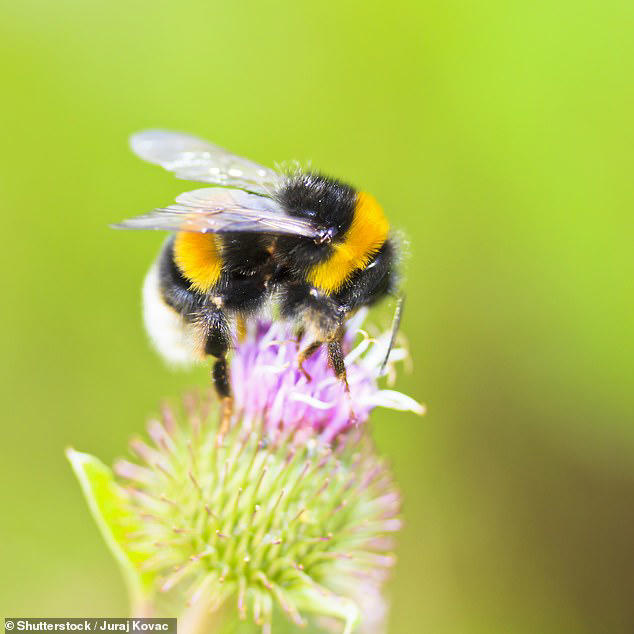 Motorists stung by LEZ fines to fund £60,000 urban bees project