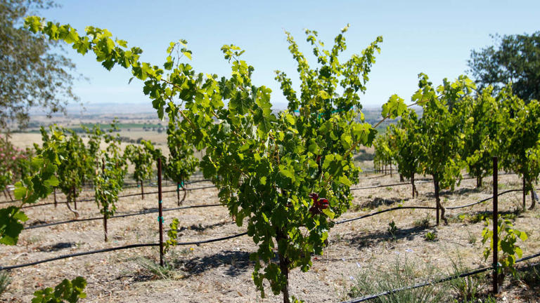 SLO County vineyard estate featuring rare grapevines is up for sale ...