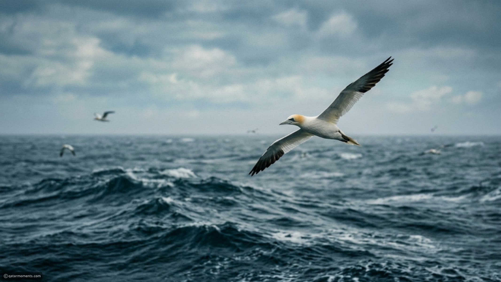 These remarkable birds can fly through the sky and swim beneath the water