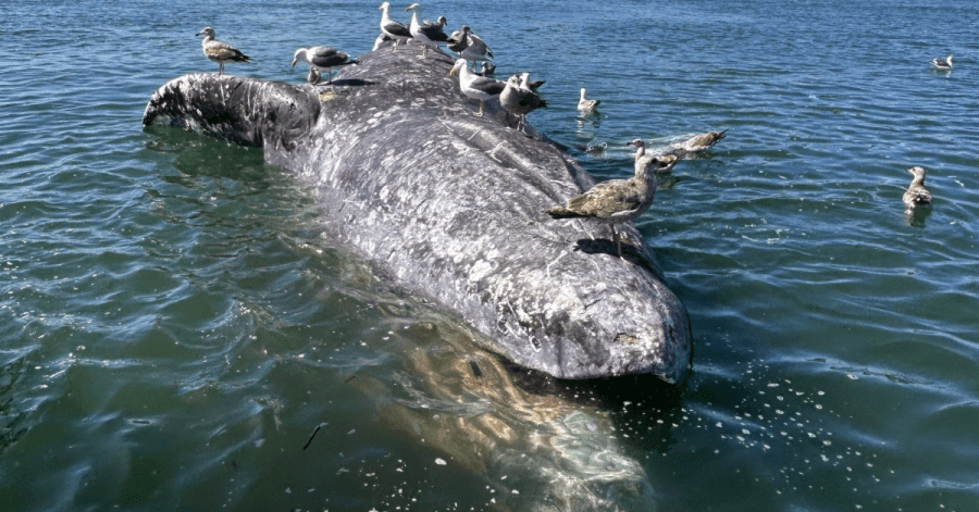 Vessel strike kills gray whale in San Francisco Bay