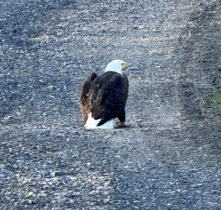 Construction workers spot bald eagle walking down road — then they ...