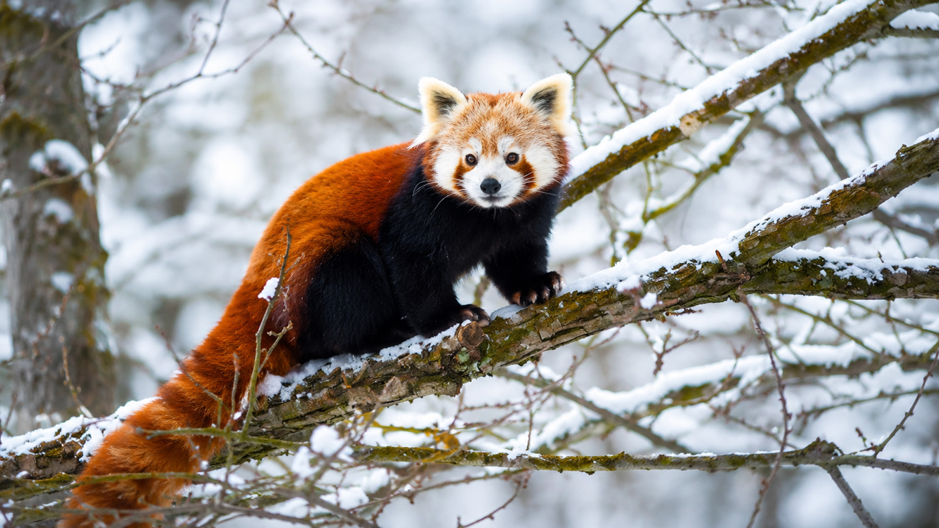 Hidden camera captures a red panda exploring snow-covered branches