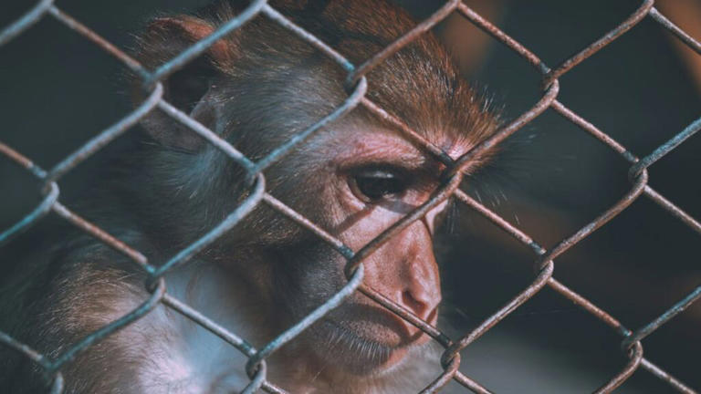 CDC plan to move 160 lab monkeys to Texas sanctuary sparks welfare concerns
