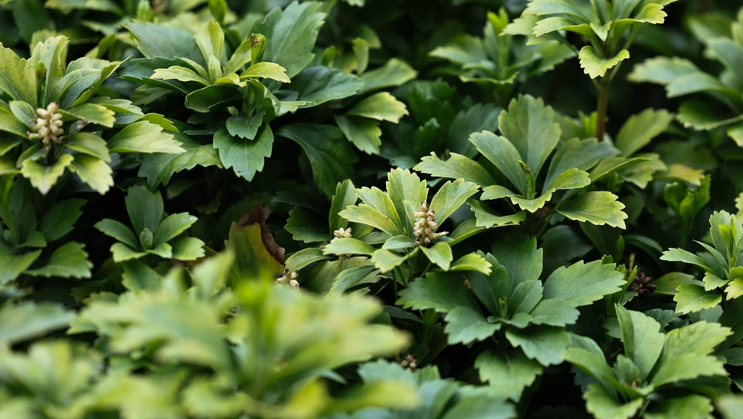 8 hardy ground covers for shaded tree roots