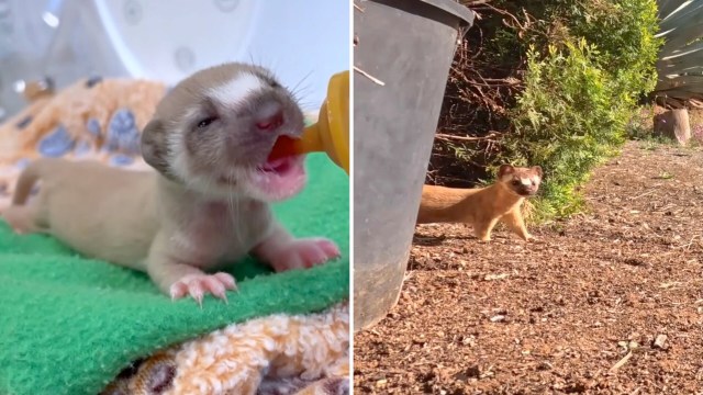 Critically ill newborn long-tailed weasel becomes San Diego rescue's ...