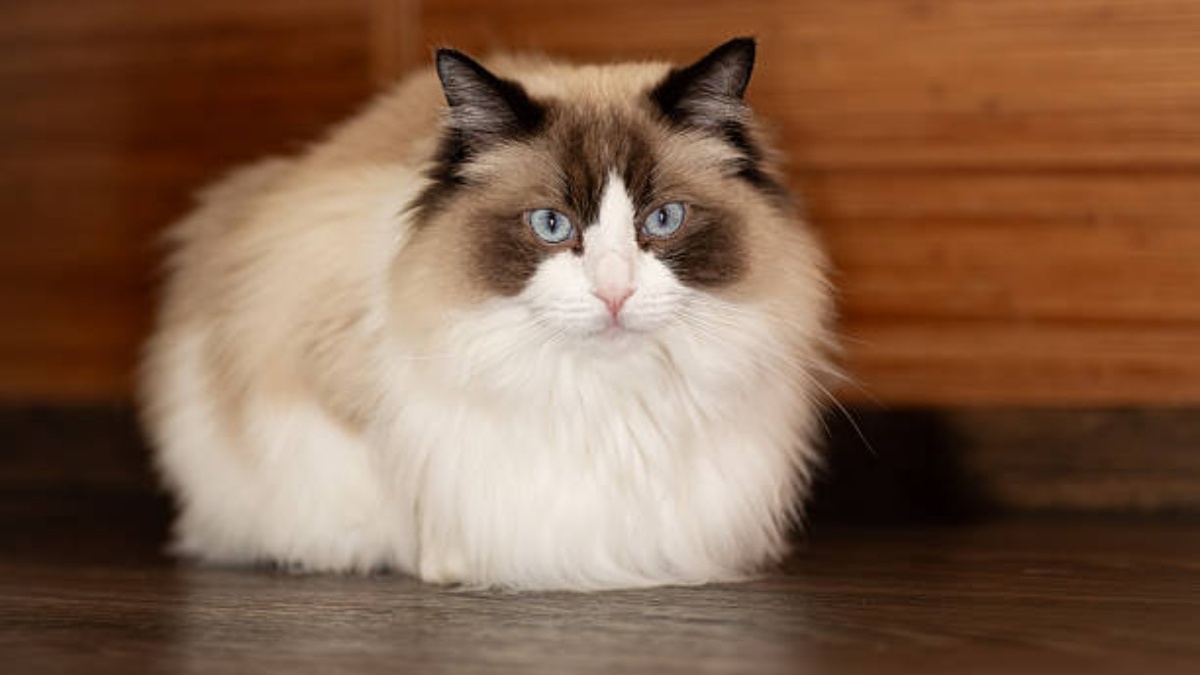These are the 10 cat breeds that form the strongest bonds with humans