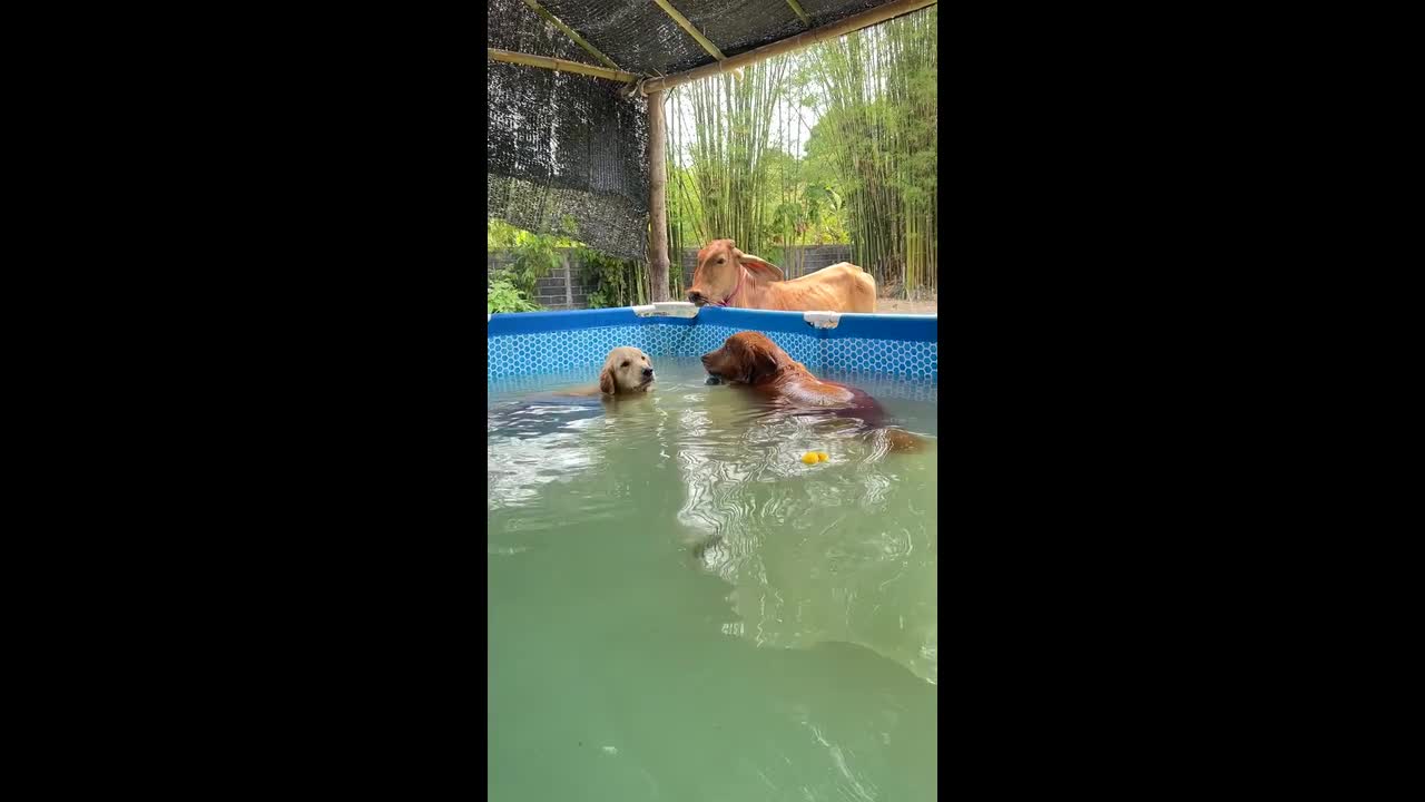 Pet cow give dogs a fright as it sneaks up on them in swimming pool