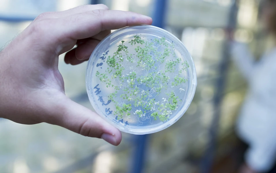Salk scientists identify YAF9B protein protecting plant DNA