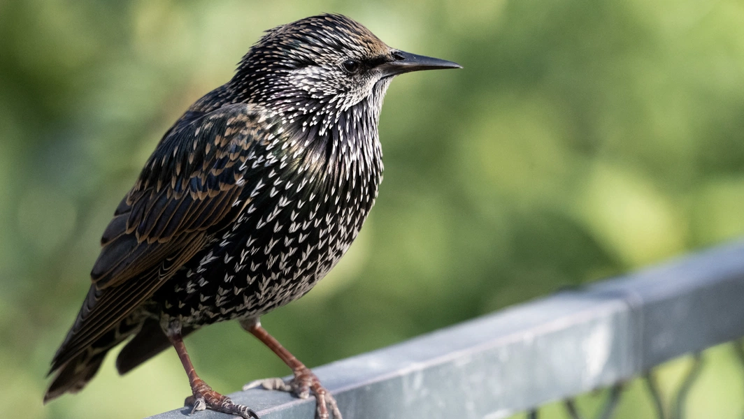 Strategies to keep starlings away from bird feeders