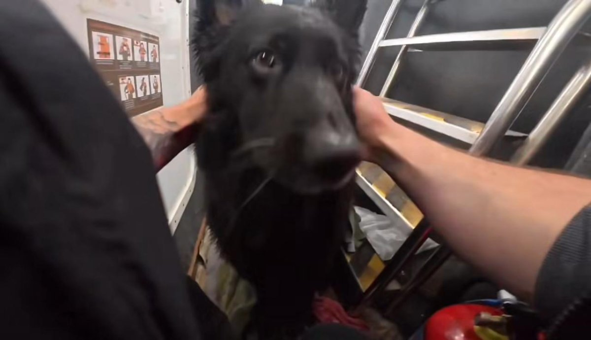 Watch: Tour boat rescues dog carried out to sea in inflatable kayak