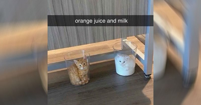 30+ cat memes for pet parents who love their feline friends