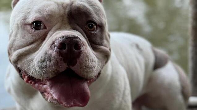 Vecchiano, due cani scomparsi dal giardino di casa: la proprietaria ...