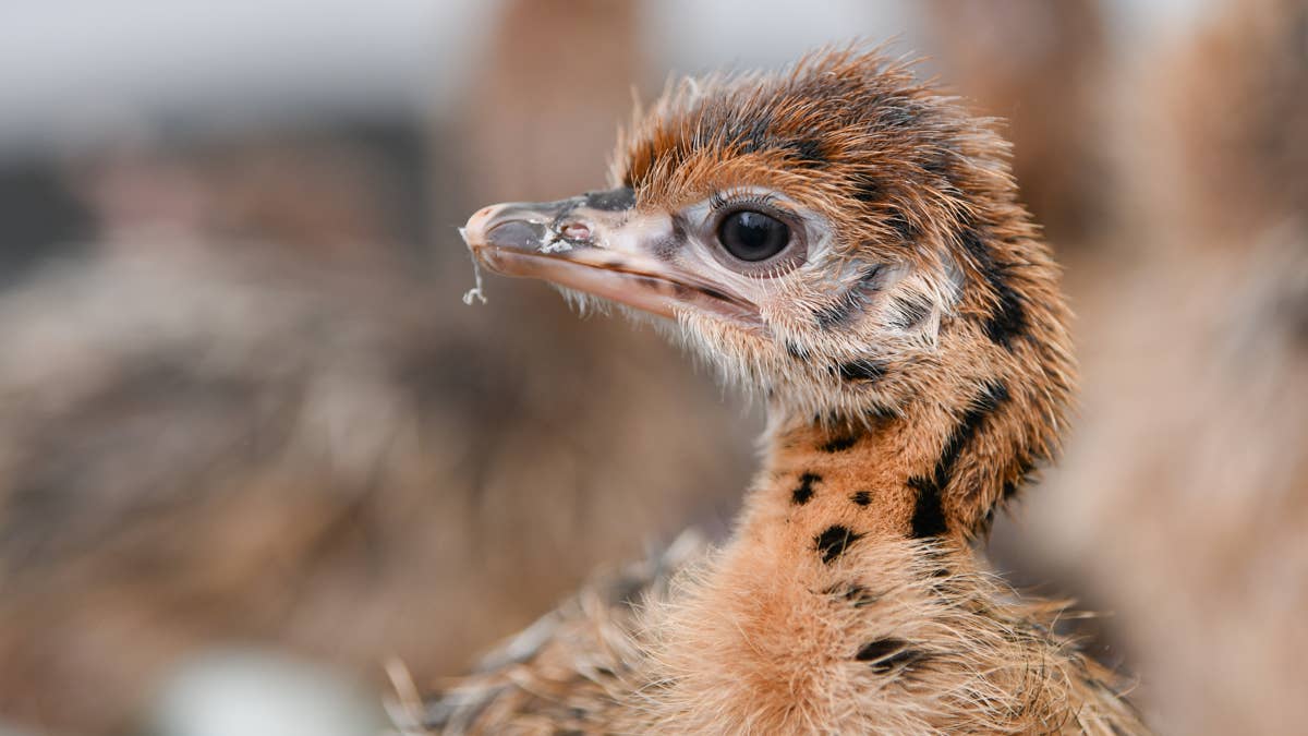 Baby ostrich looks impossibly tiny next to towering mama, and the ...