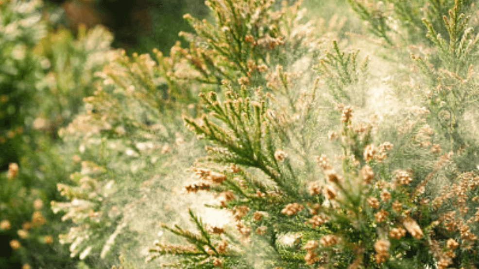 Climate chronicles: Why is pollen everywhere right now?