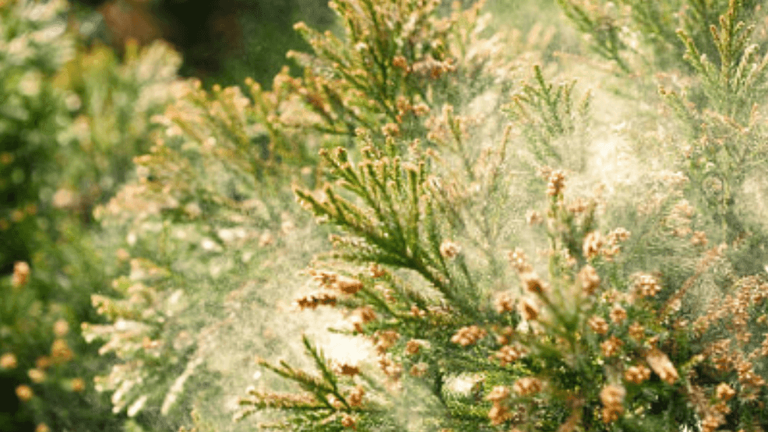 Climate chronicles: Why is pollen everywhere right now?