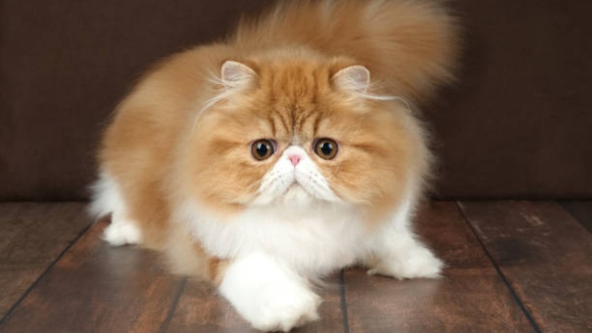 These are the 10 cat breeds that form the strongest bonds with humans