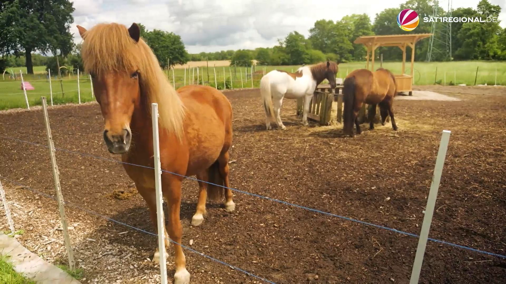 Pferd in Norderstedt angeschossen – Polizei sucht Zeugen