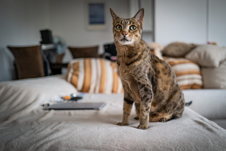 The half-wild pet cat that can cost £20,000 is better at killing than ...