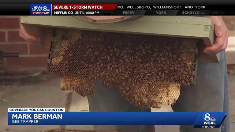 'Sewer honey' | Philadelphia neighborhood comes together over bees ...