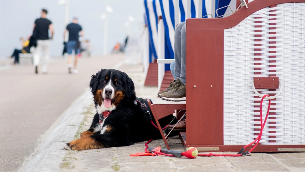 14 affectionate dog breeds that stay close to you