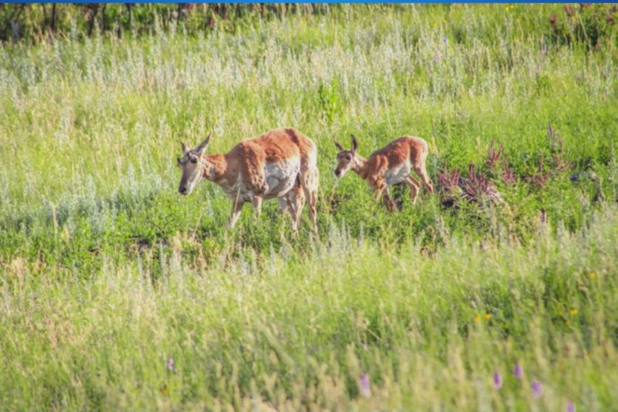 Antelope population up, GFP: Maintain buck-only licenses