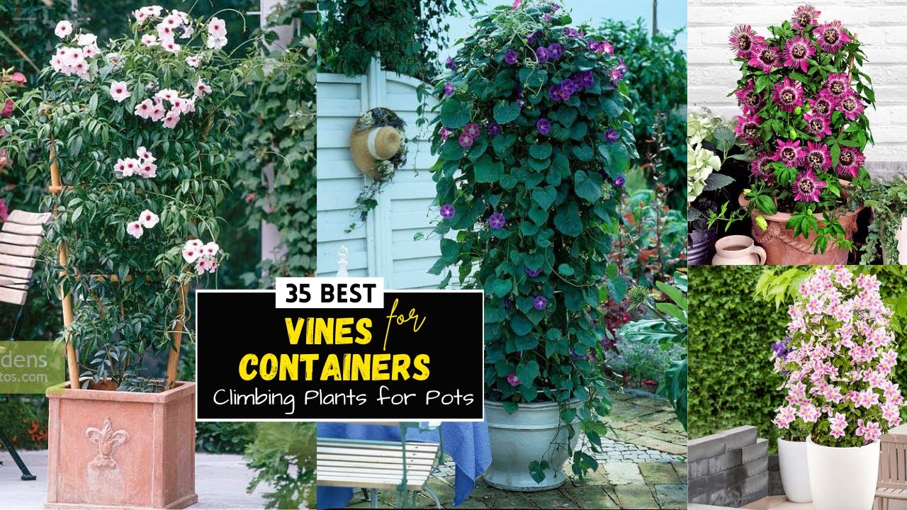 Best climbing plants for patio containers and small spaces