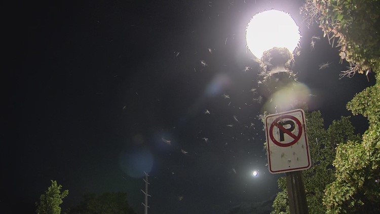Big bug die-off turns off the lights on some Mississippi bridges