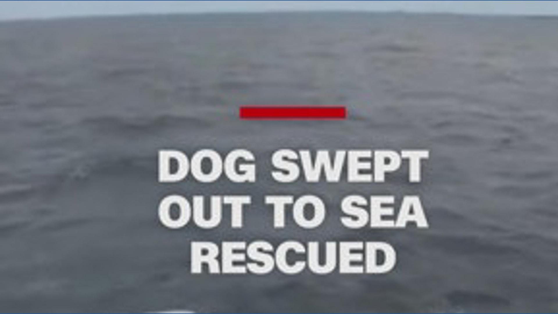 Dog swept out to sea in kayak rescued