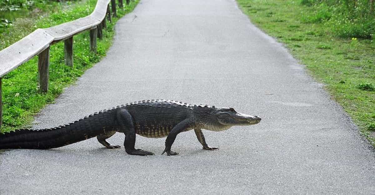 Wild animals causing problems in Florida