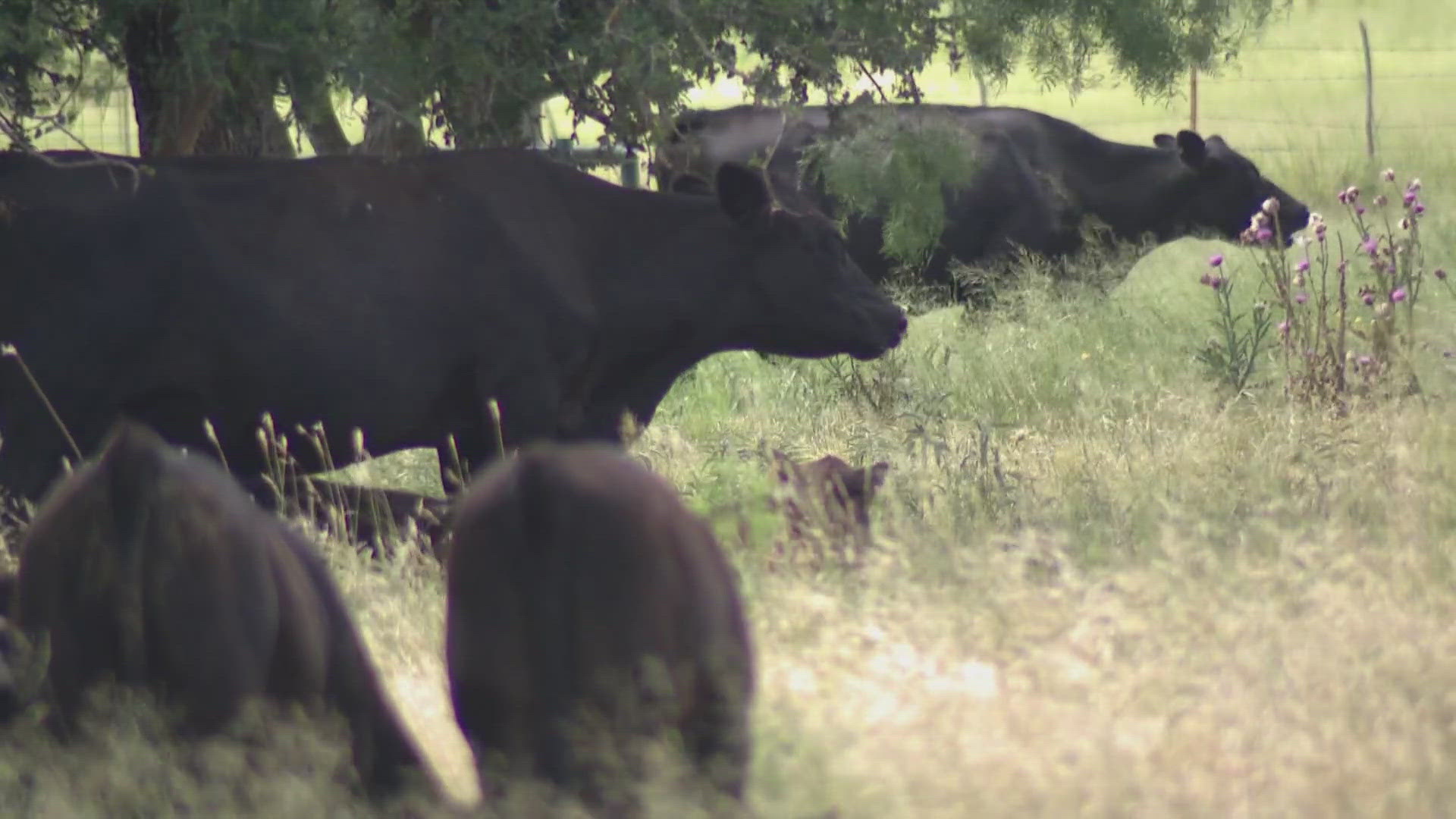 New World screwworm detected in Gillespie County as officials act to ...