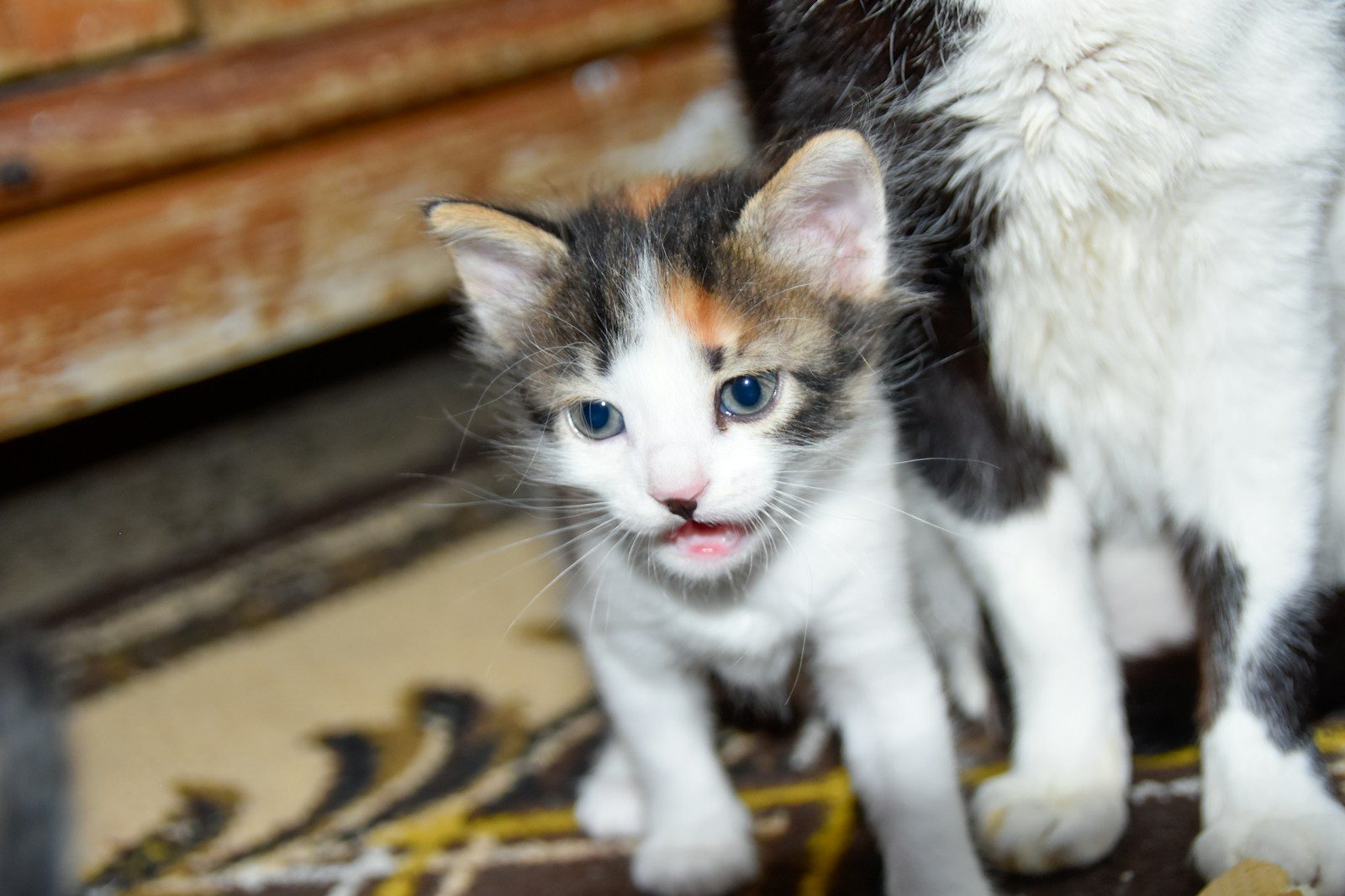 Why a shelter visitor walked home with a crying mother