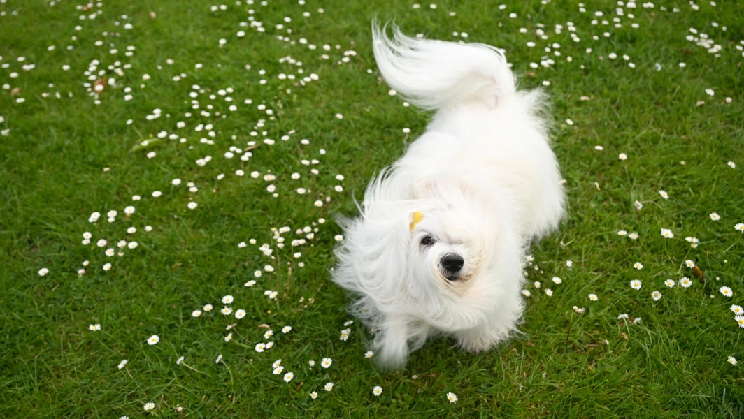 15 dog breeds known for their quiet temperament