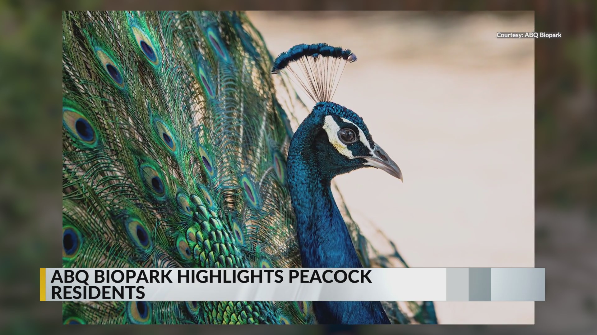 ABQ BioPark highlights peacock residents