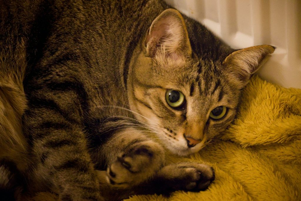 Why is your jealous cat blocking you from petting other pets?
