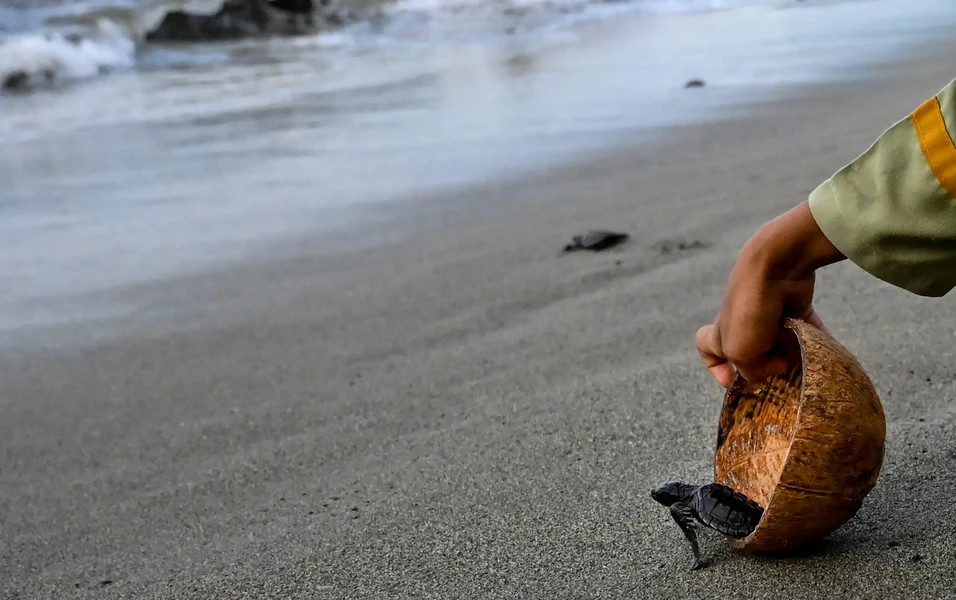 Baby turtles hatch at Bawah Reserve's protected beach