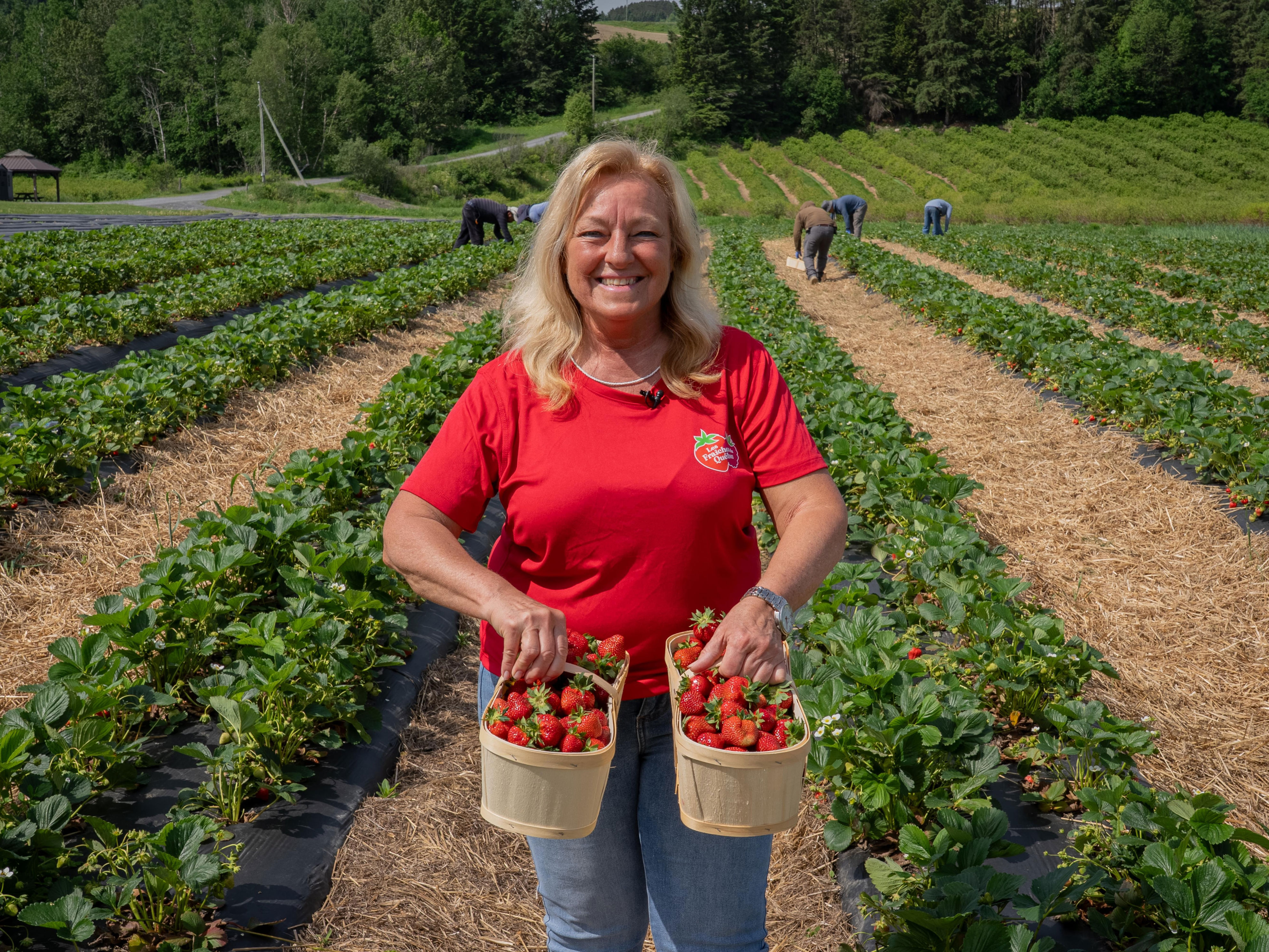 C’est un départ pour la saison des fraises dans la région de Québec