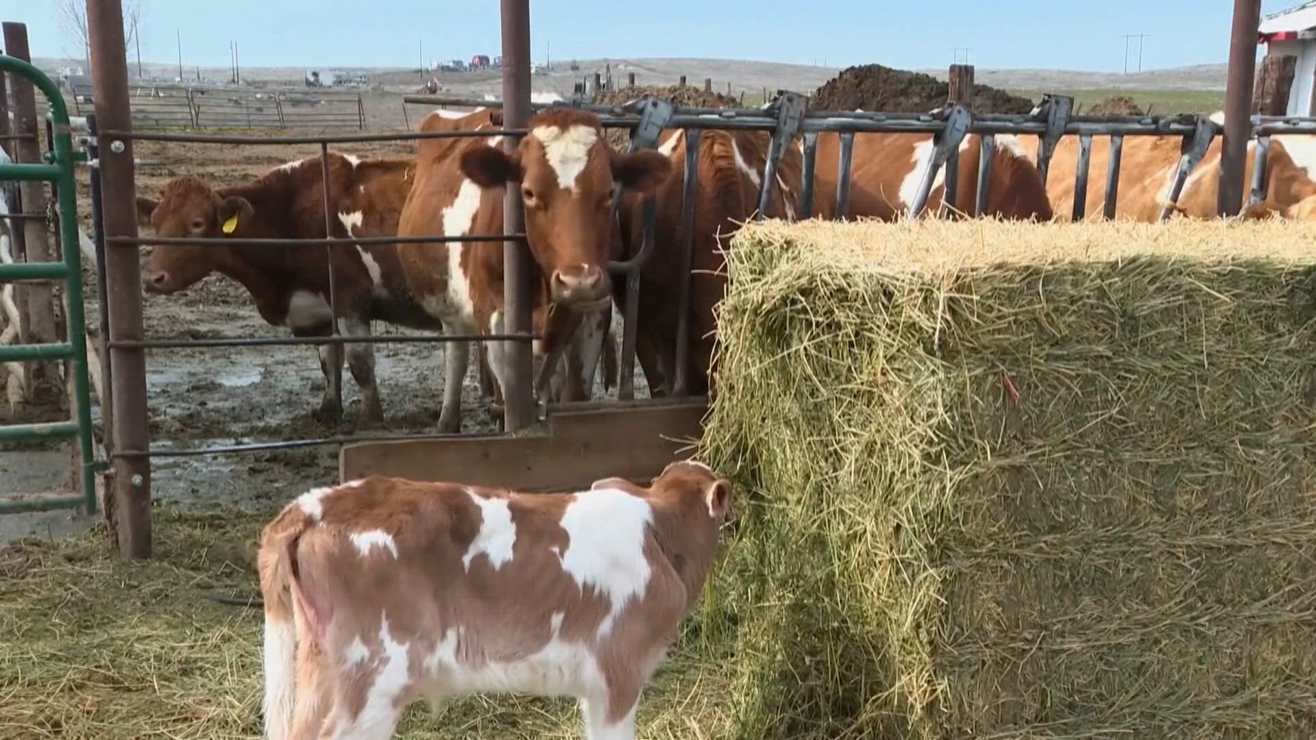 Idaho tightens animal entry requirements as screwworm cases emerge in ...