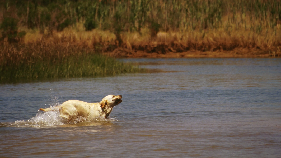 15 dog breeds that stay playful for life