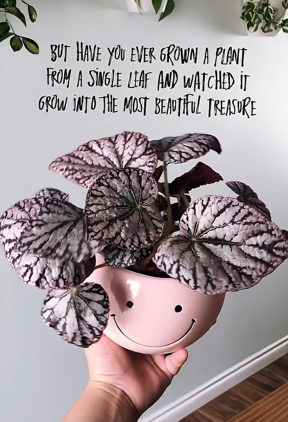 Begonia silver dollar | Stunning begonia rex houseplant care highlight