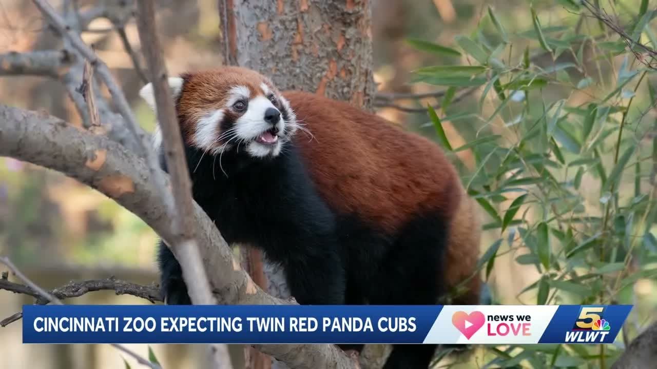 Cincinnati Zoo expecting twin red panda cubs
