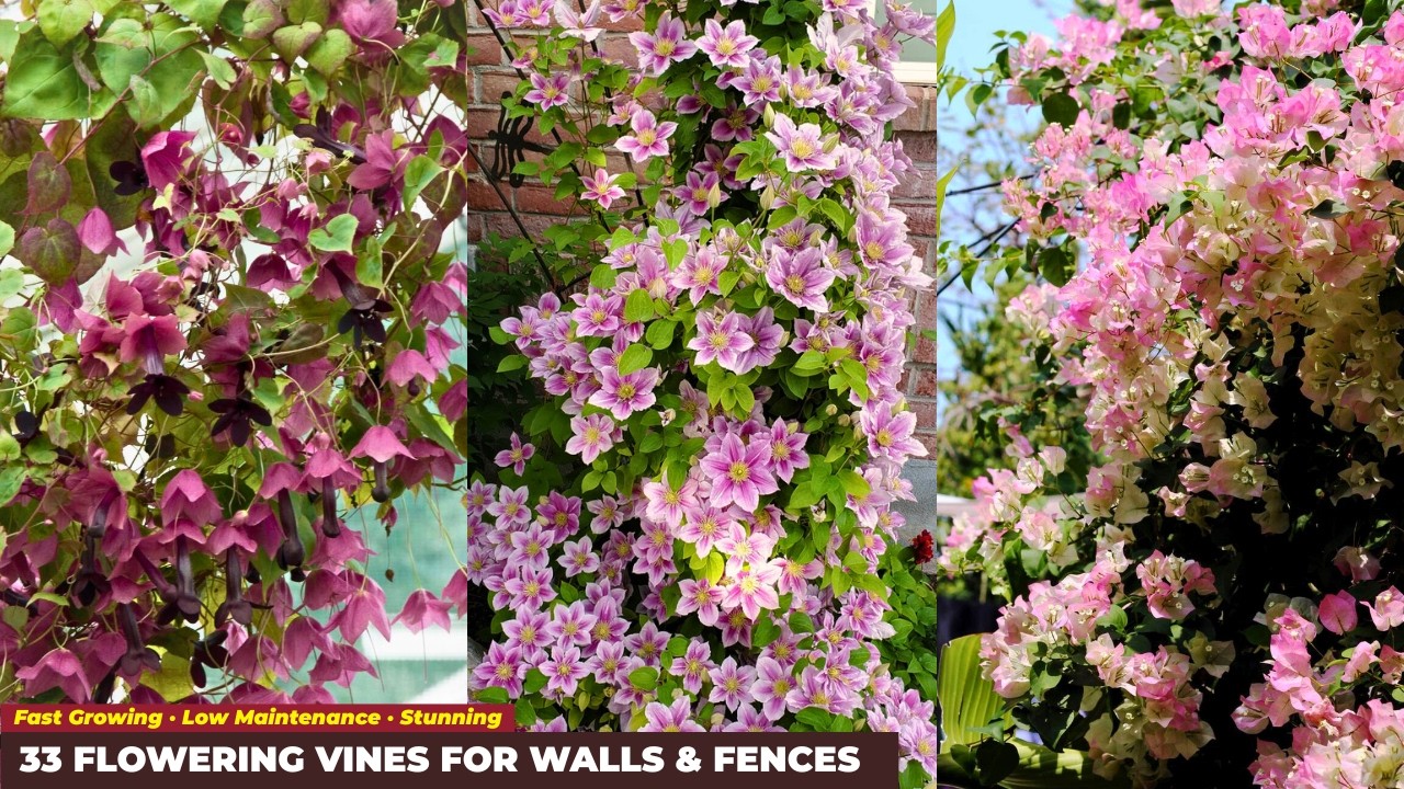 Fast growing flowering vines for vertical gardens