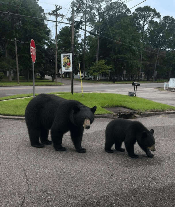 Photos: Hartford police find and relocate bear seen in town Thursday