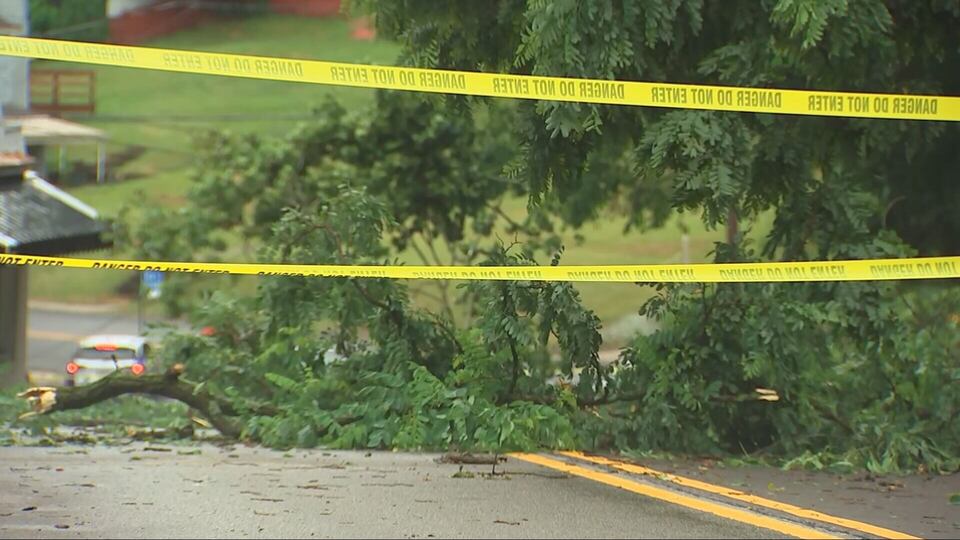 Tree blocks road in Crafton Heights during severe weather